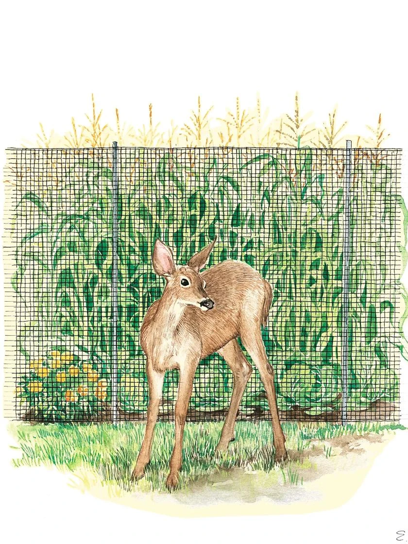 2025's Top Choice: Easy-Up Lightweight Fence, a Best-Seller on ...